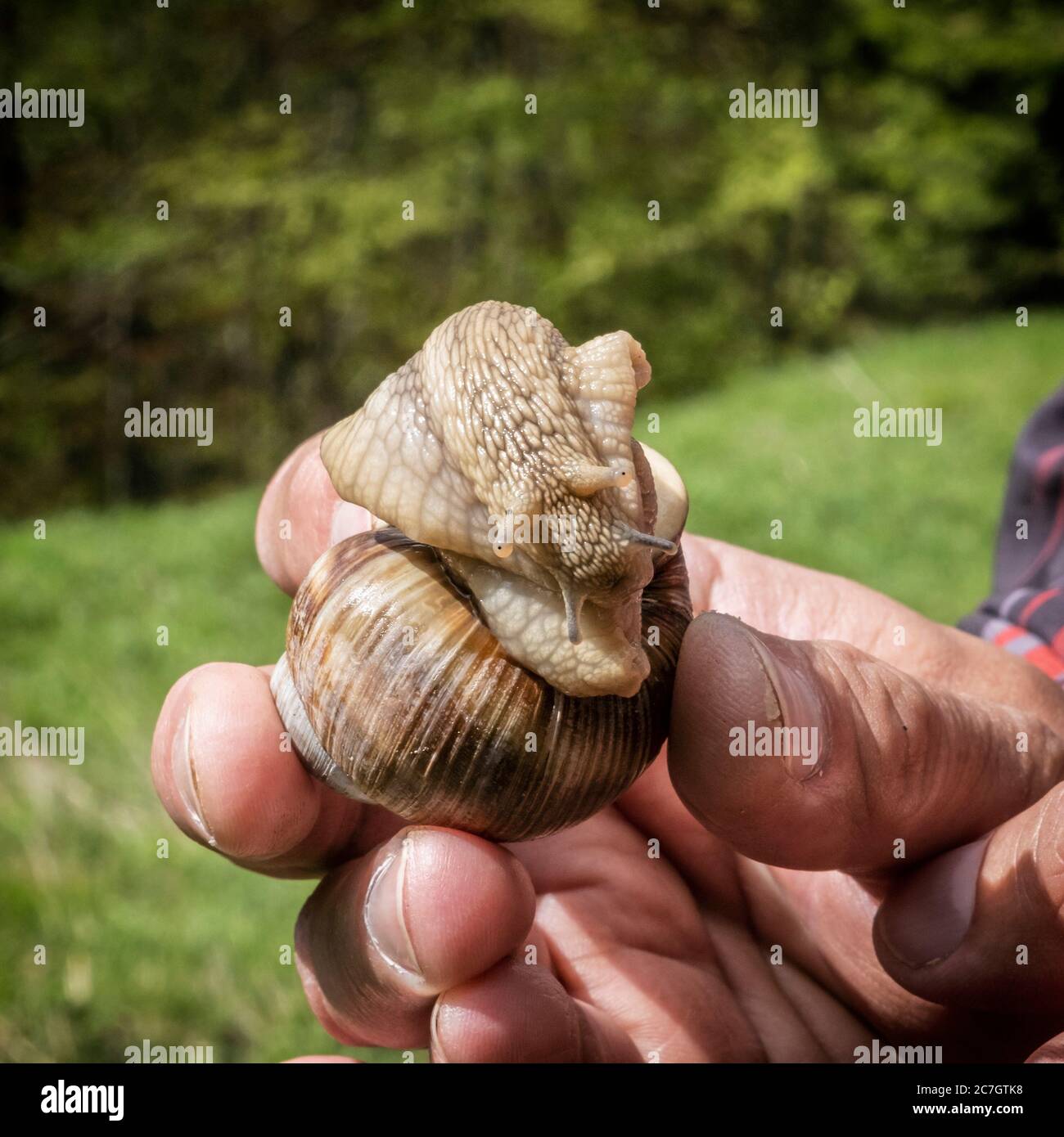 Slug slime hand hi-res stock photography and images - Alamy