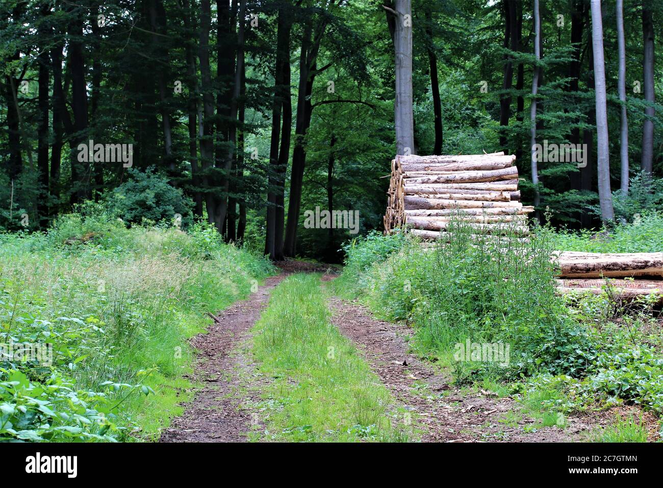 Natural path in the forest with grass on the median and stack of wood ...