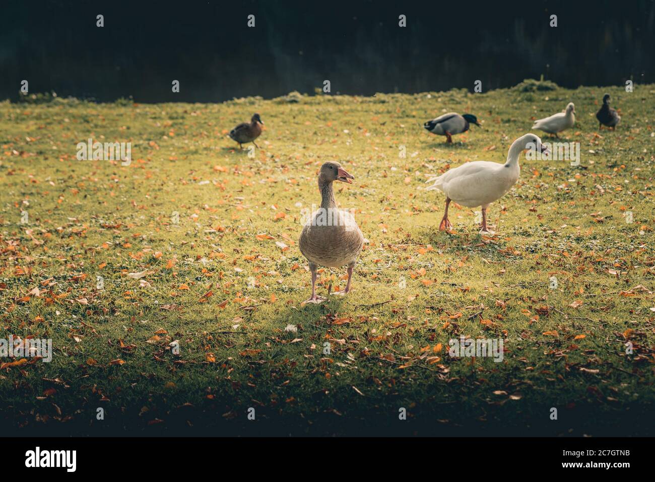 Amazing ducks around a lake Stock Photo - Alamy