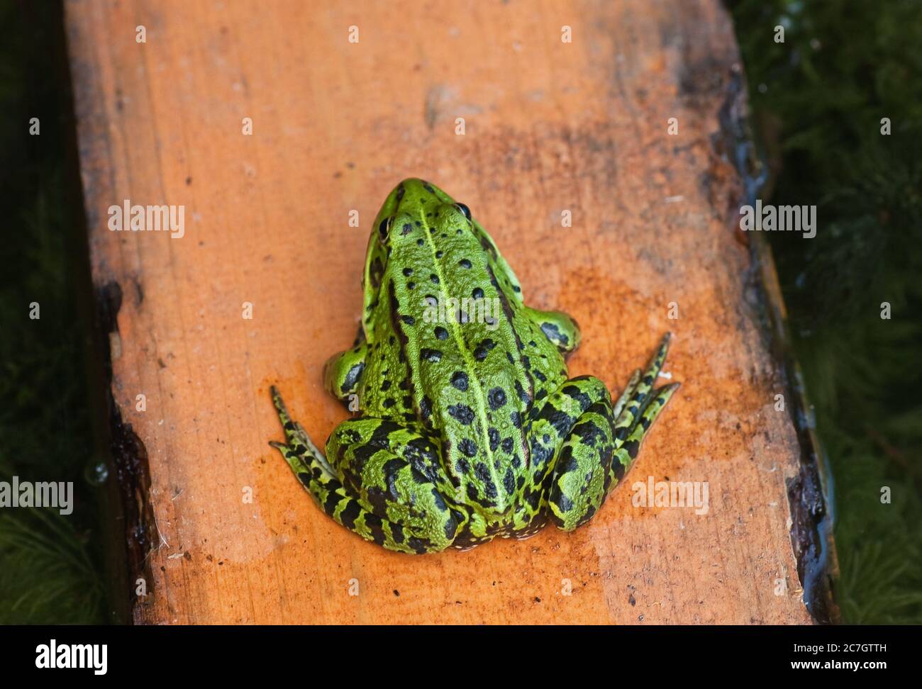 green frog seat on yellow board Stock Photo - Alamy