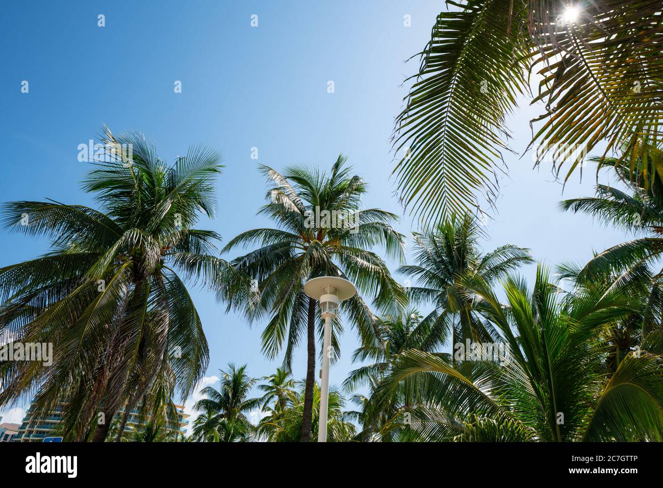 Sunny day and vibrant palm trees Miami FL Stock Photo - Alamy