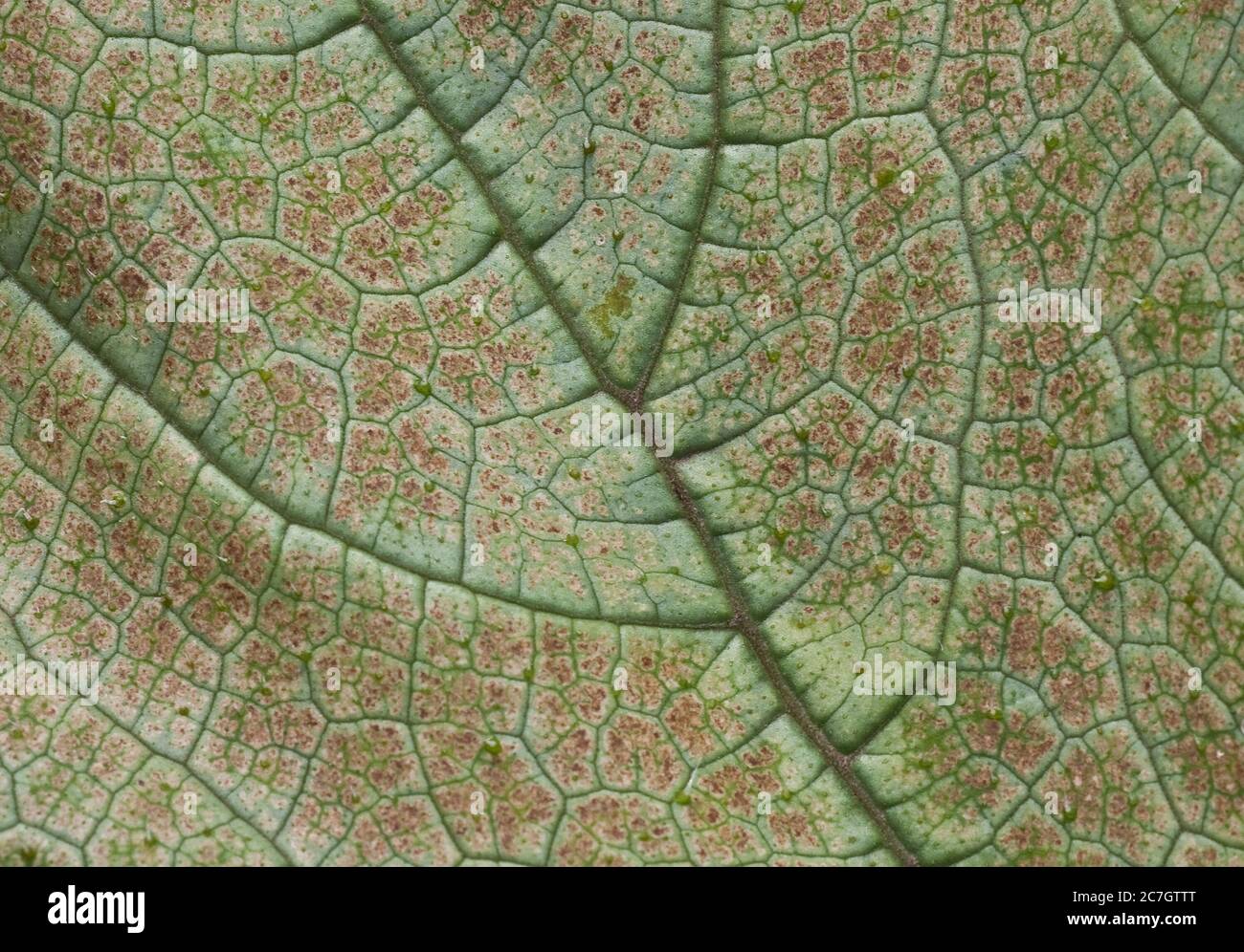 Texture of sheet close up Stock Photo - Alamy