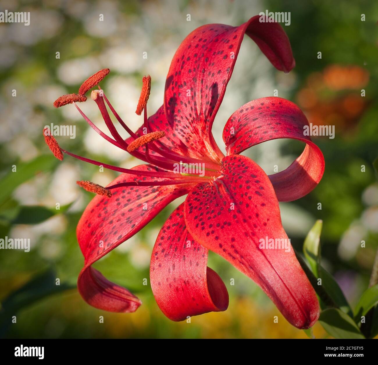 Lillium philadelphicum hi-res stock photography and images - Alamy