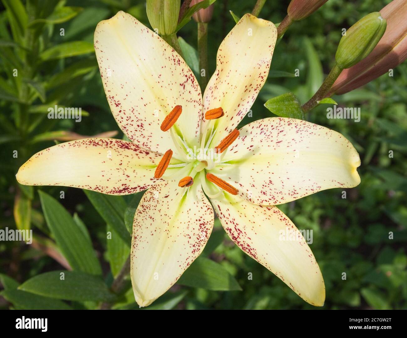 Beautiful lilium sterling star Stock Photo - Alamy