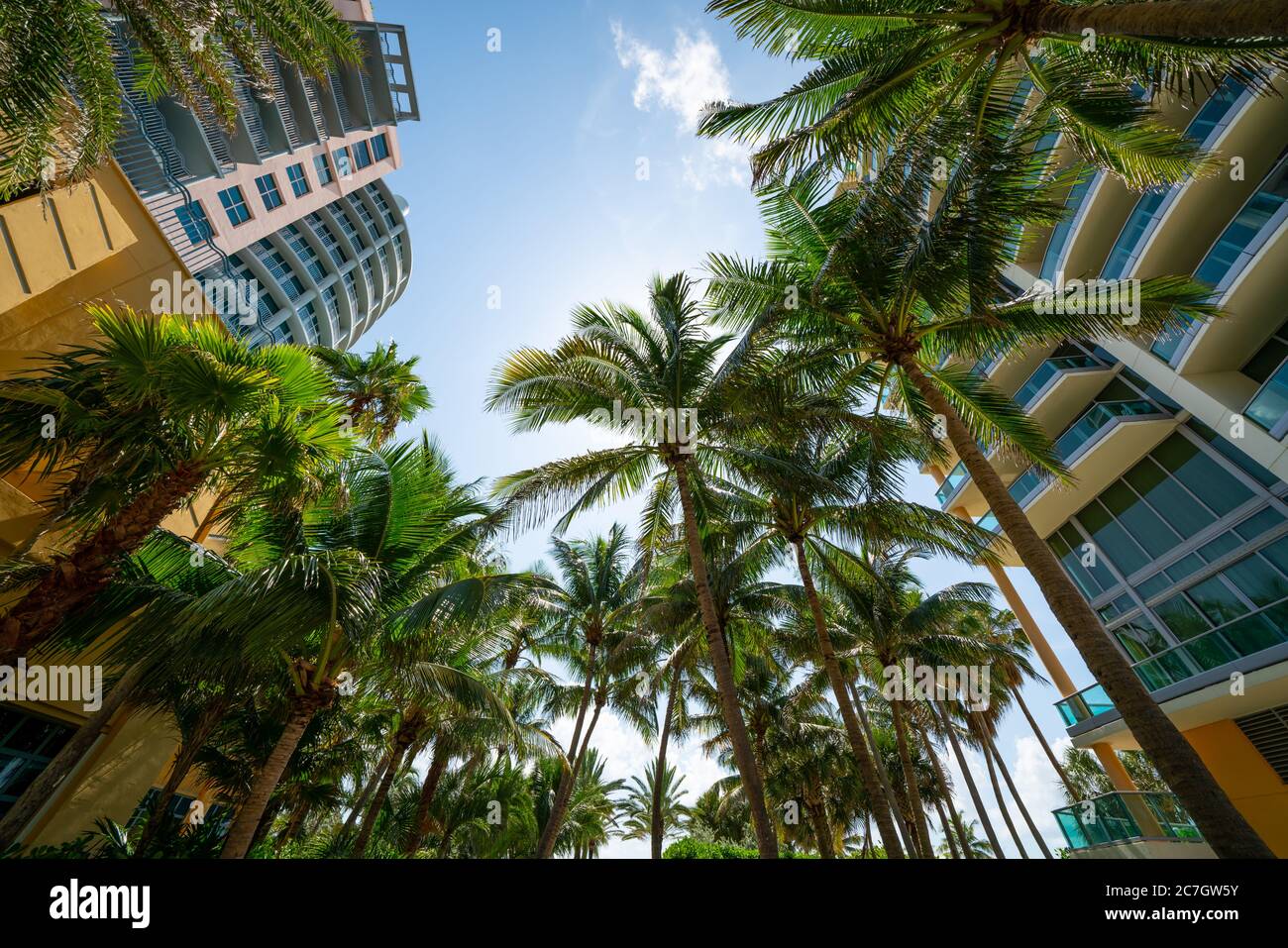 Wide angle photo trees hi-res stock photography and images - Alamy