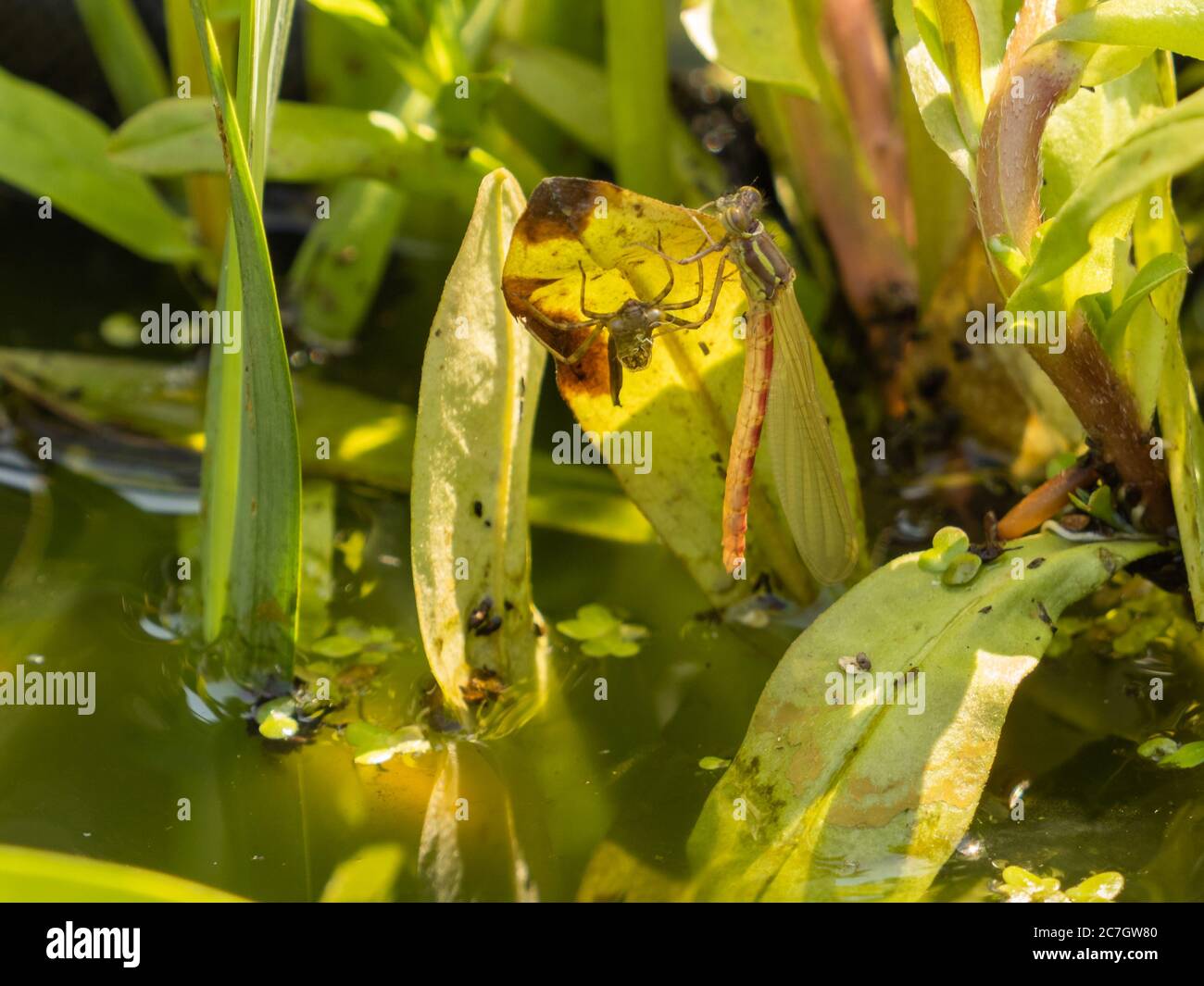 Large Red Daselfly Larva Emerging From its Exuvium on Water Forget-me ...