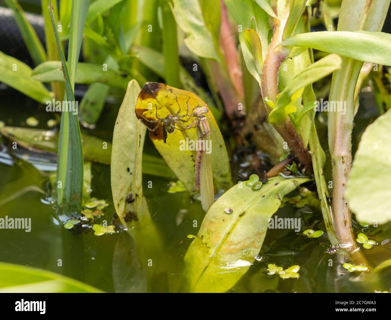 Large Red Daselfly Larva Emerging From its Exuvium on Water Forget-me ...