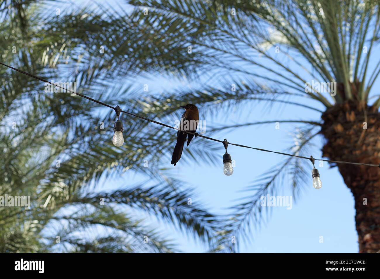 Bird sitting on a lamp wire with palms under sunlight on the blurry ...