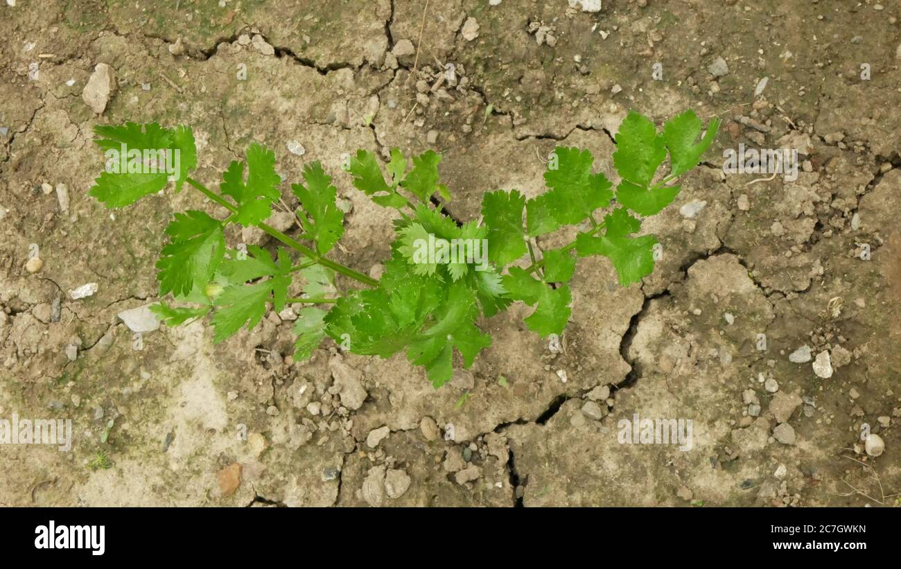 Very drought dry field land with celery Apium graveolens celeriac root ...