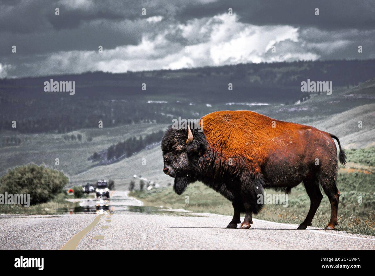Bison standing on the road with hills covered in forests under a cloudy ...