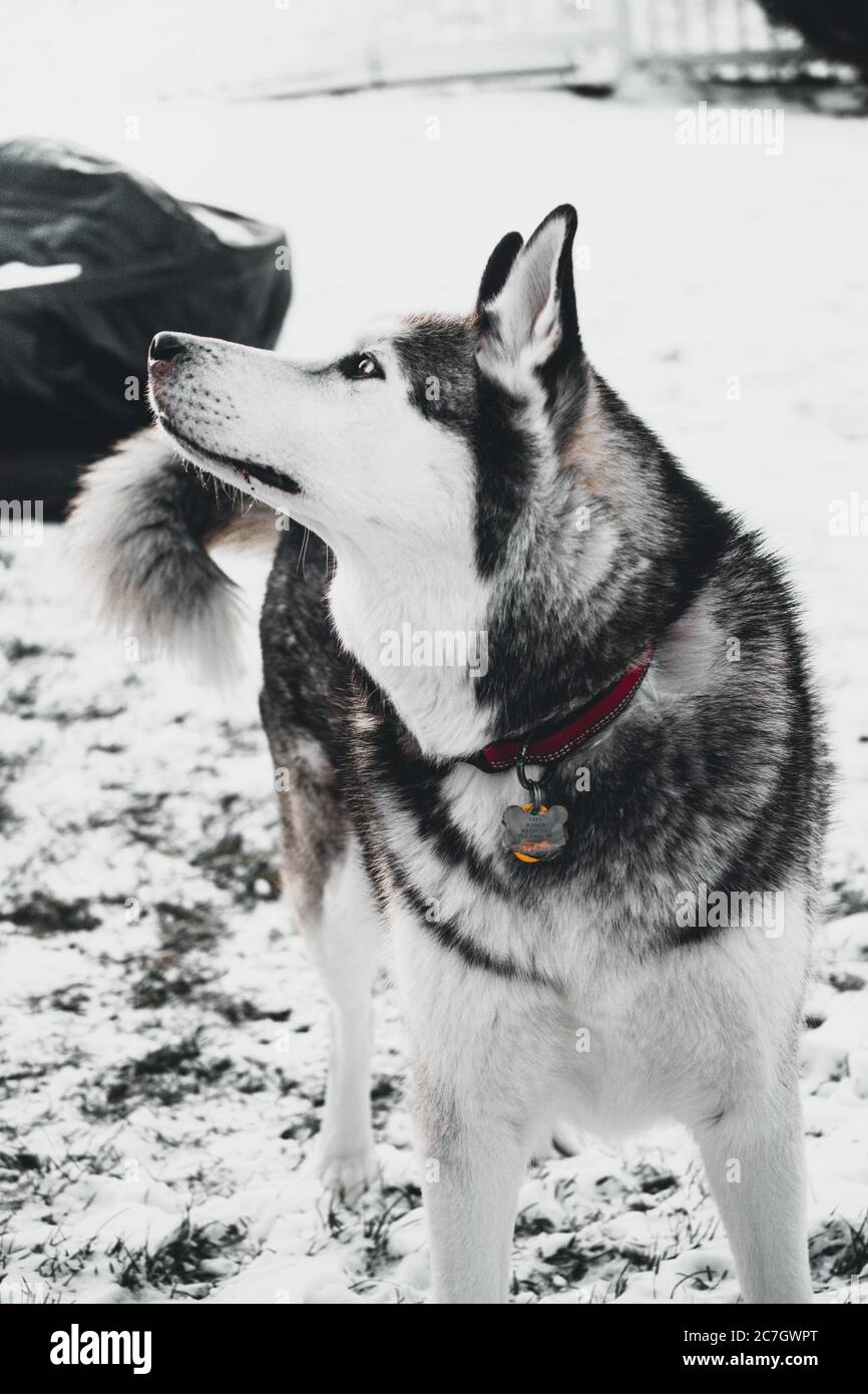 Side profile of a husky in a garden surrounded by greenery covered in ...