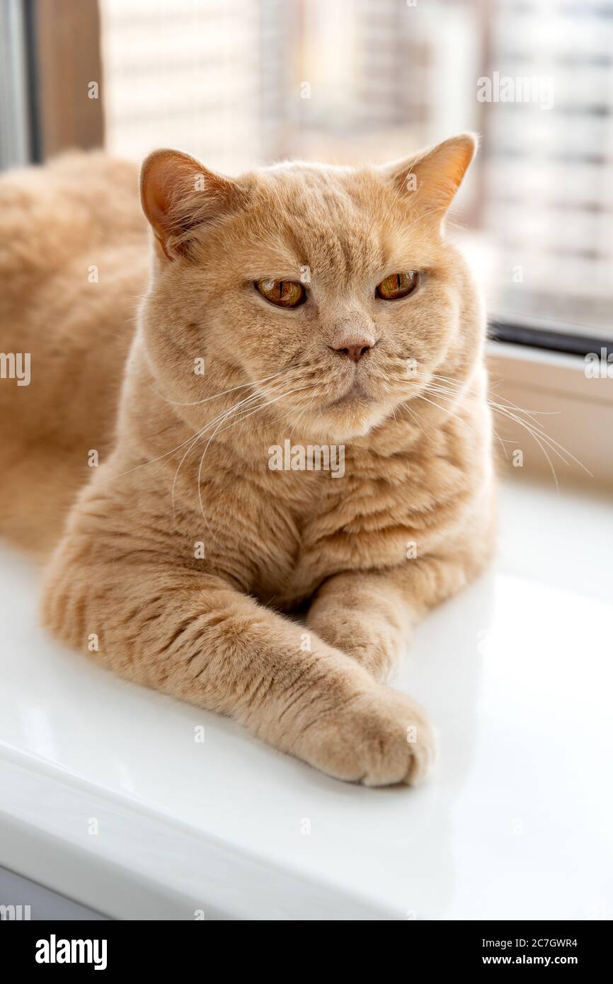 Scottish fold red cat lies on the windowsill Stock Photo - Alamy