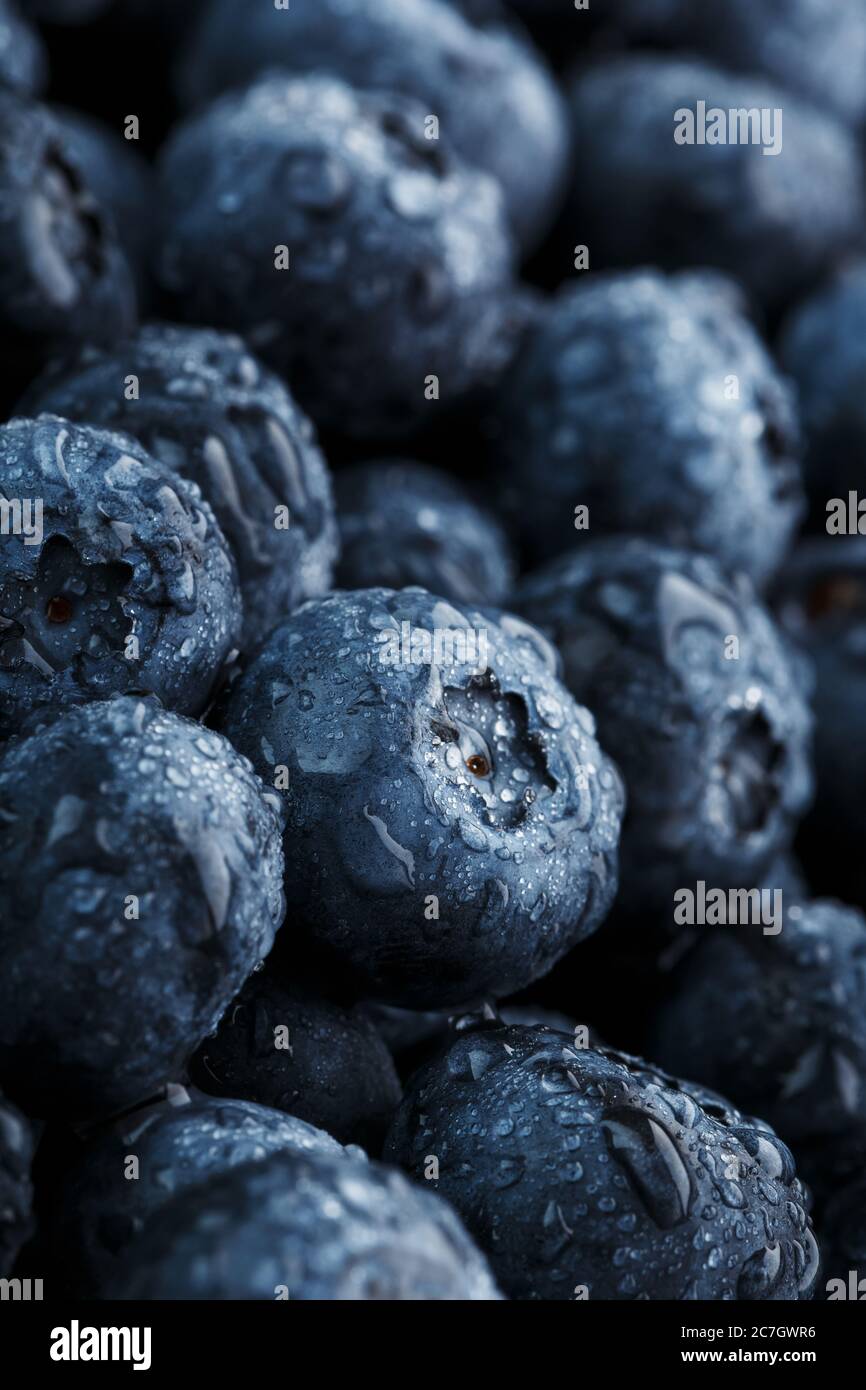 Juicy and ripe Blueberries close - up in full screen with dew drops ...
