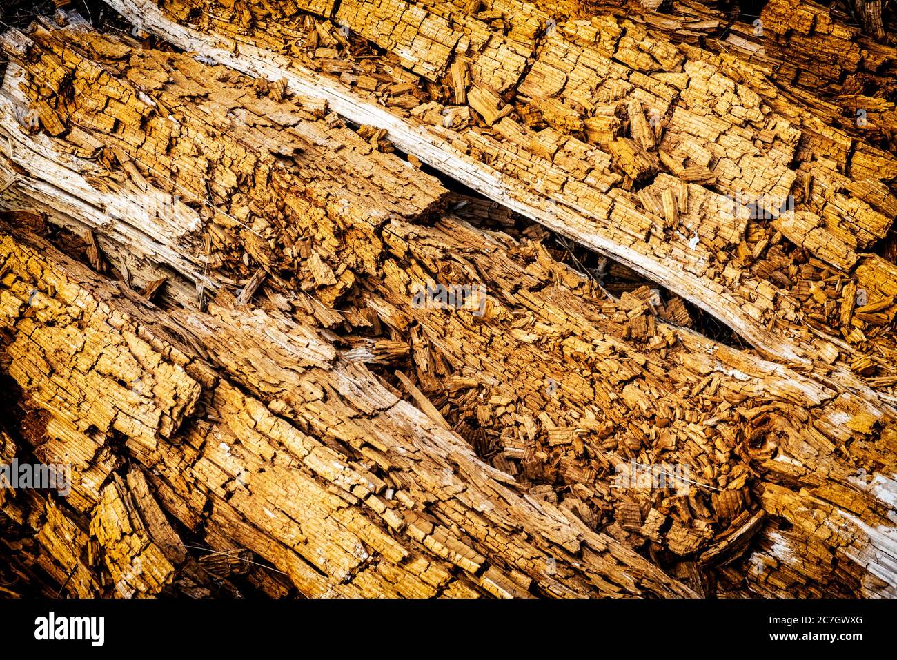 Dead tree. Detailed natural scene. Environmental theme Stock Photo - Alamy