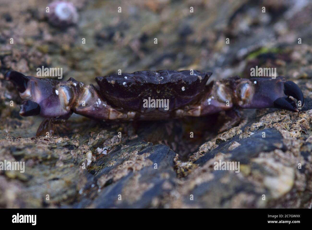 Crab on rocks at low tide Stock Photo - Alamy