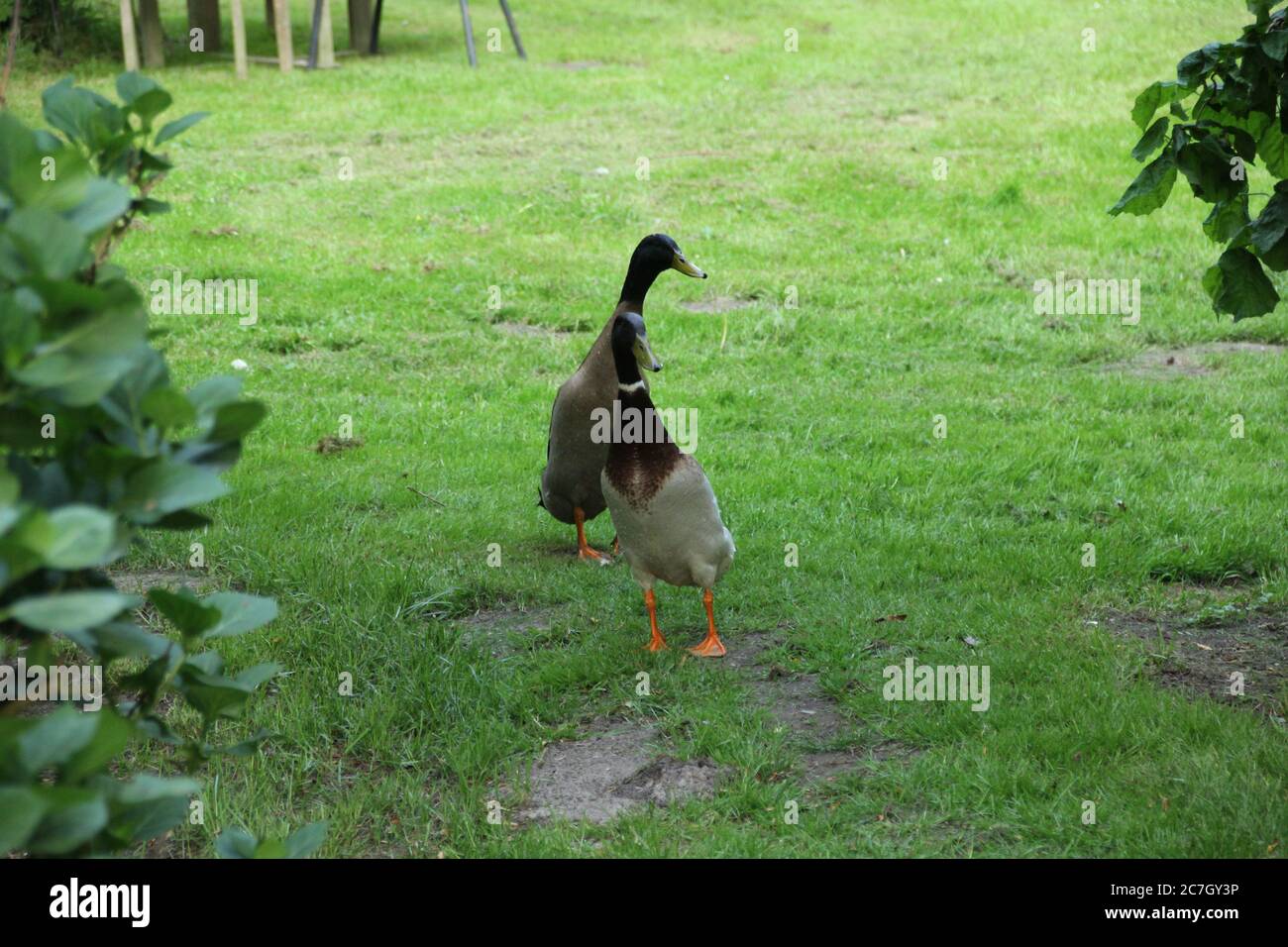 Pest duck hi-res stock photography and images - Alamy