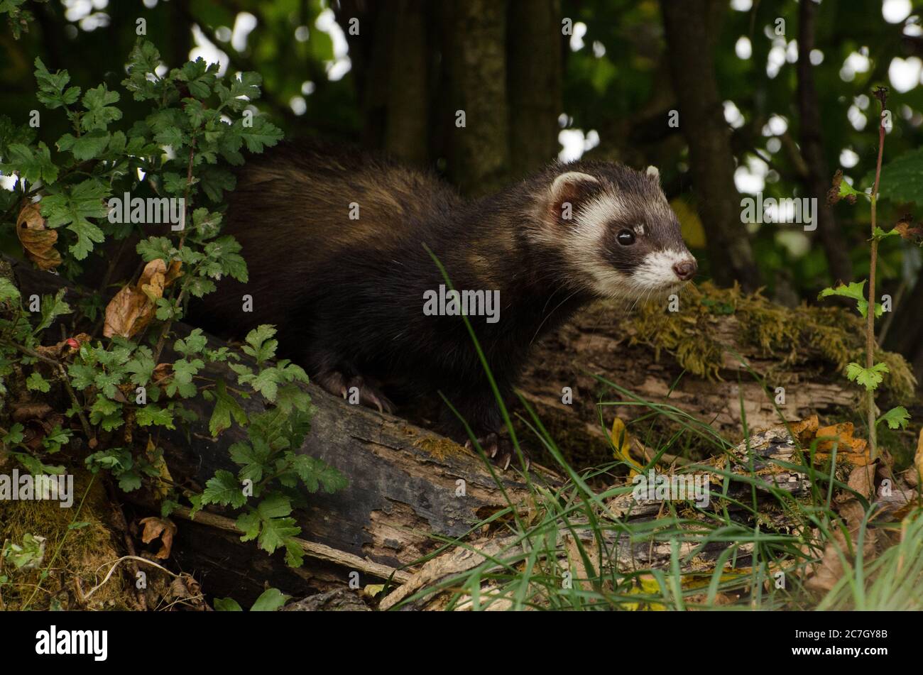 Polecat face hi-res stock photography and images - Alamy