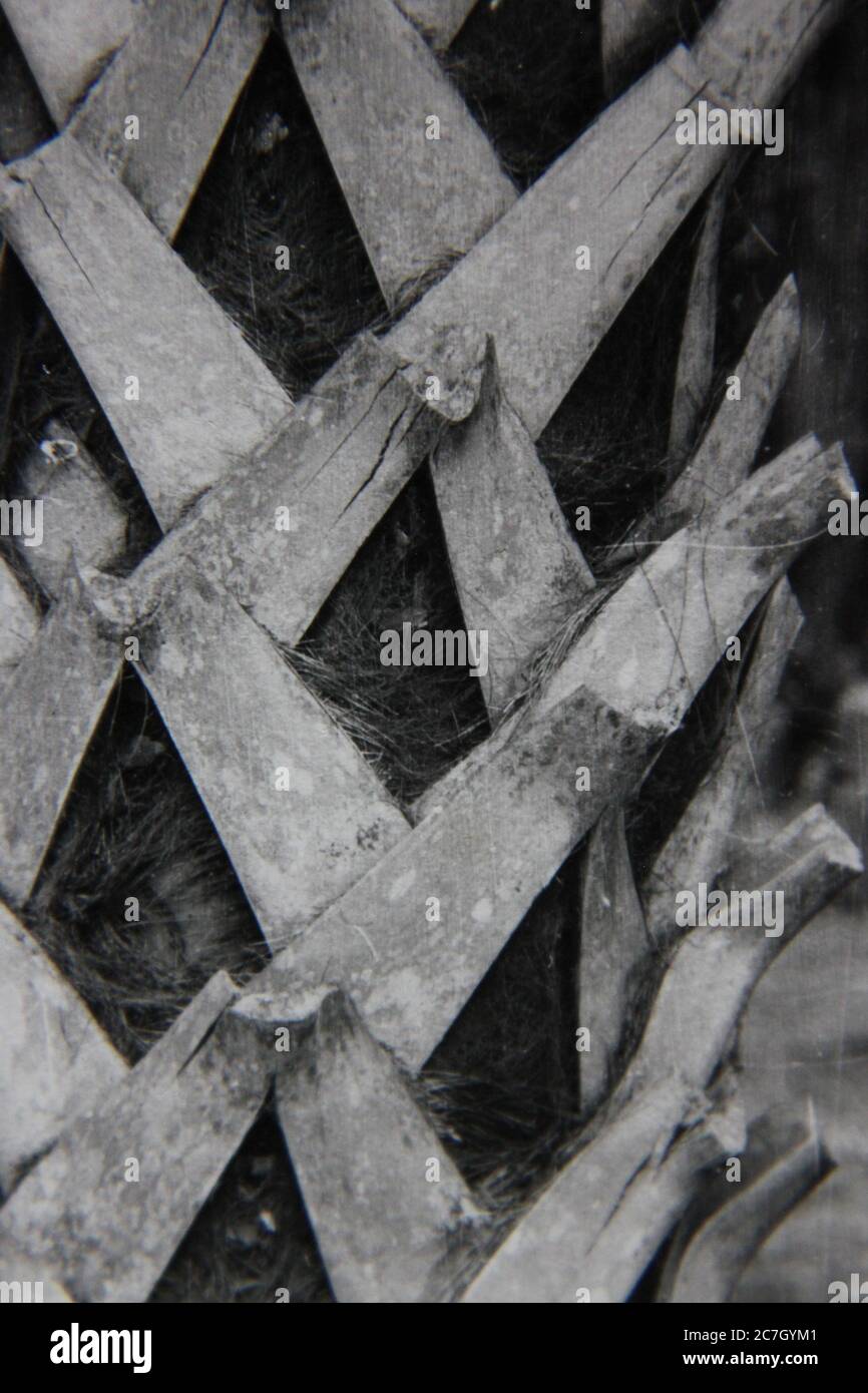 Fine 70s vintage black and white lifestyle photography of the trunk of ...