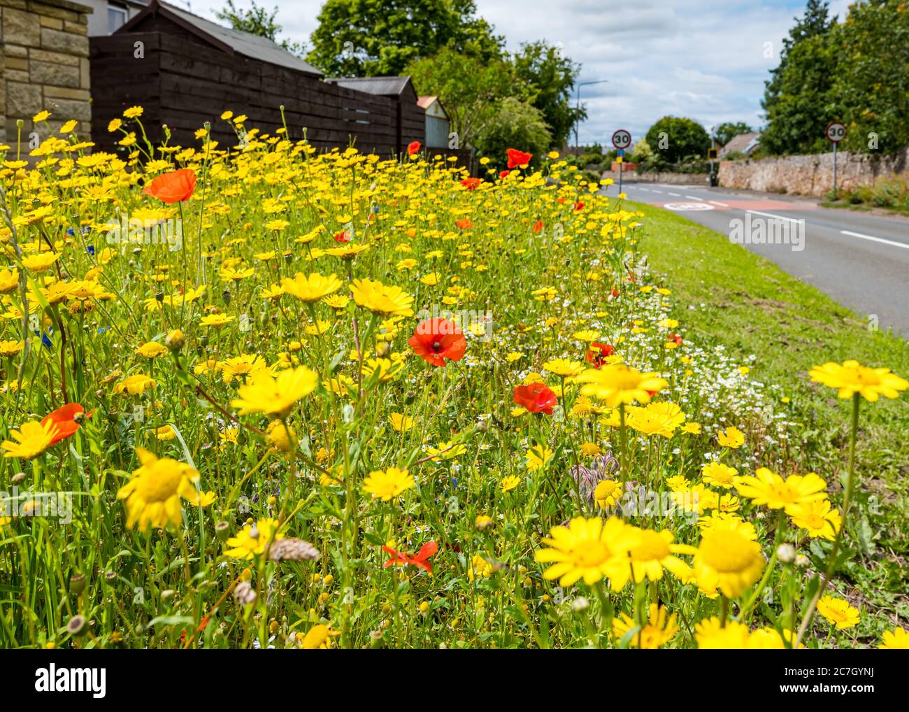 Roadside wildflowers hi-res stock photography and images - Alamy