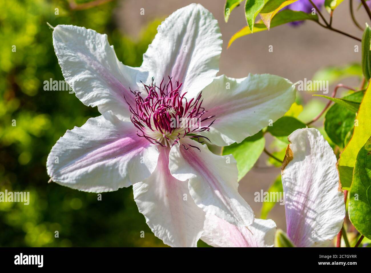 Clematis flower "Countess of Wessex" blooming in garden on sunny summer ...