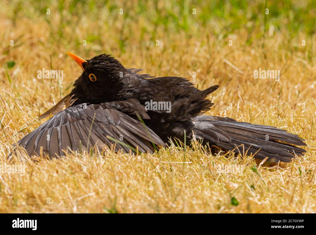 Blackbird sunbathing in garden, resting on grass with wings ...
