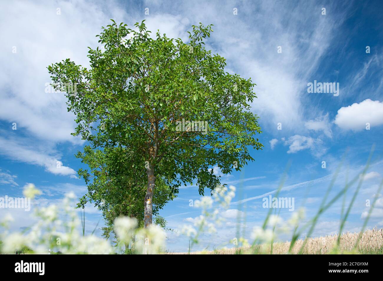 Worms eye hi-res stock photography and images - Alamy