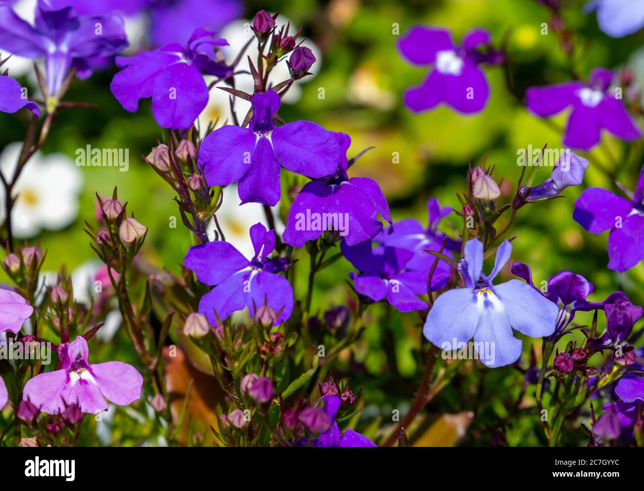 Lobelia plants with pretty purple flowers growing in garden during ...
