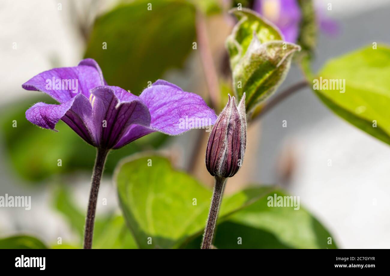 Purple violet clematis flower, fresh buds budding in summer garden ...