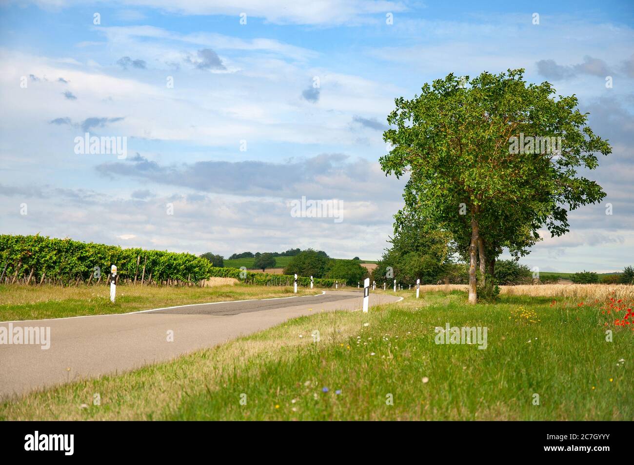 Landscape country road tree green sky Stock Photo - Alamy