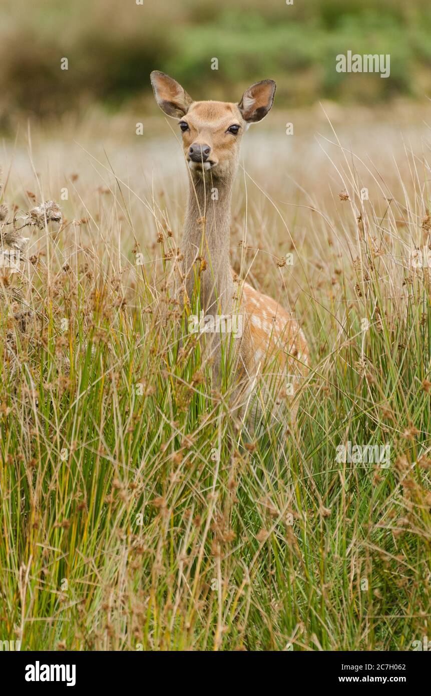 Sika deer doe Stock Photo - Alamy