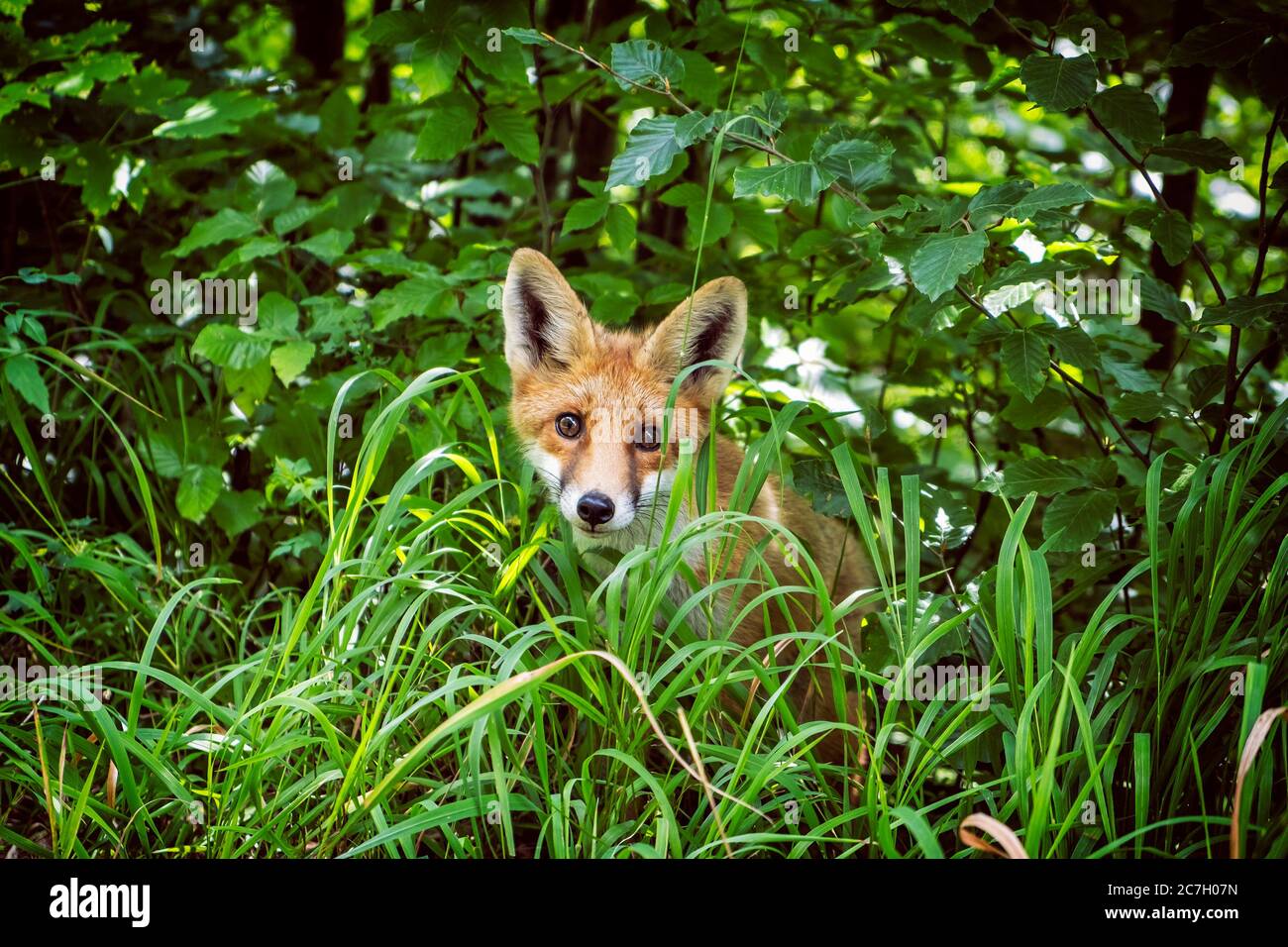 Red fox (Vulpes vulpes), Muran plain, Slovak republic. Animal scene ...