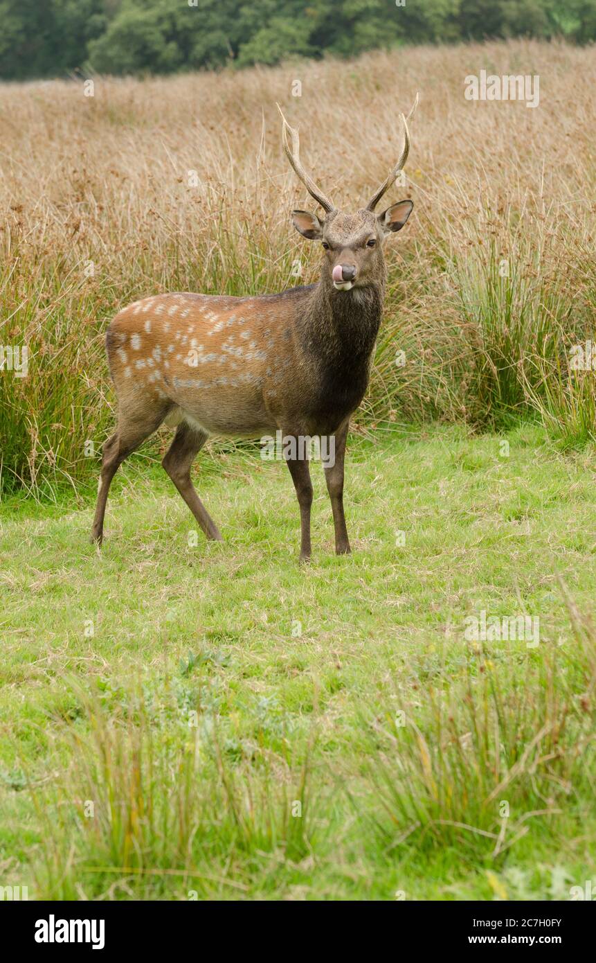 Sika deer stag Stock Photo - Alamy