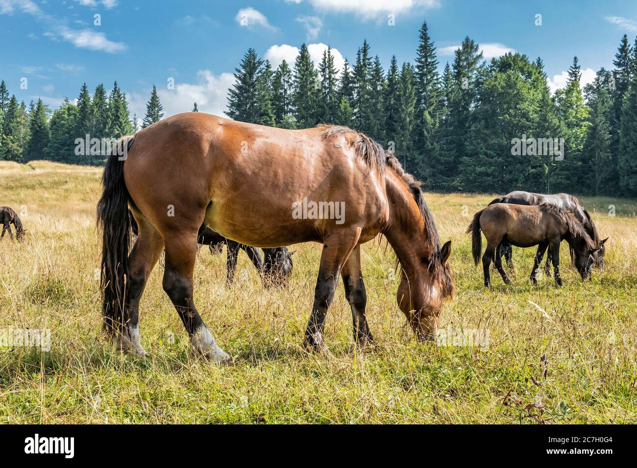 Wild horses, Muran plain, Slovak republic, Europe. Travel destination ...