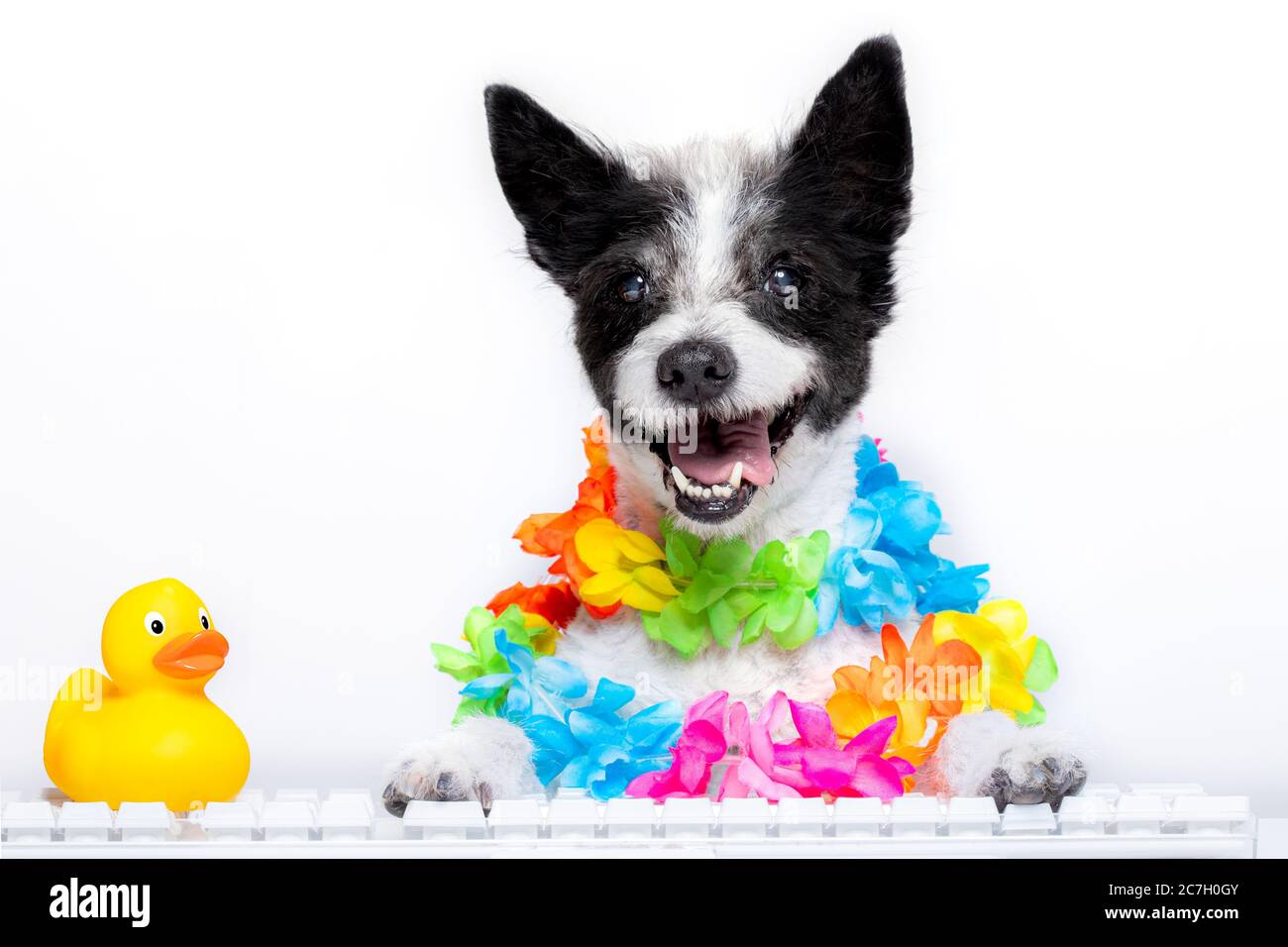 poodle dog booking summer vacation holidays online using a pc computer ...