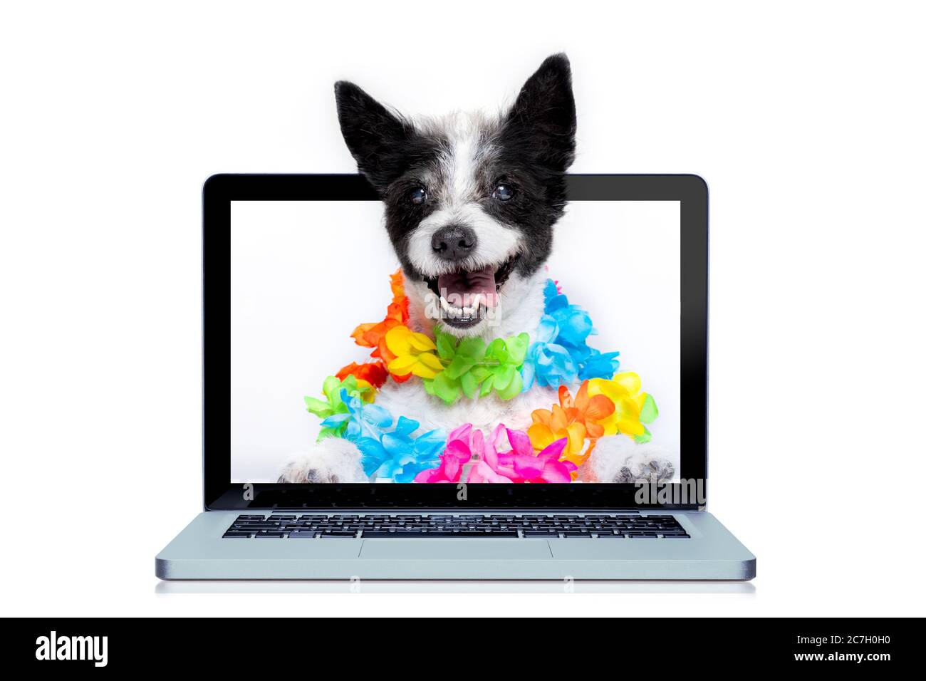 poodle dog booking summer vacation holidays online using a pc computer ...