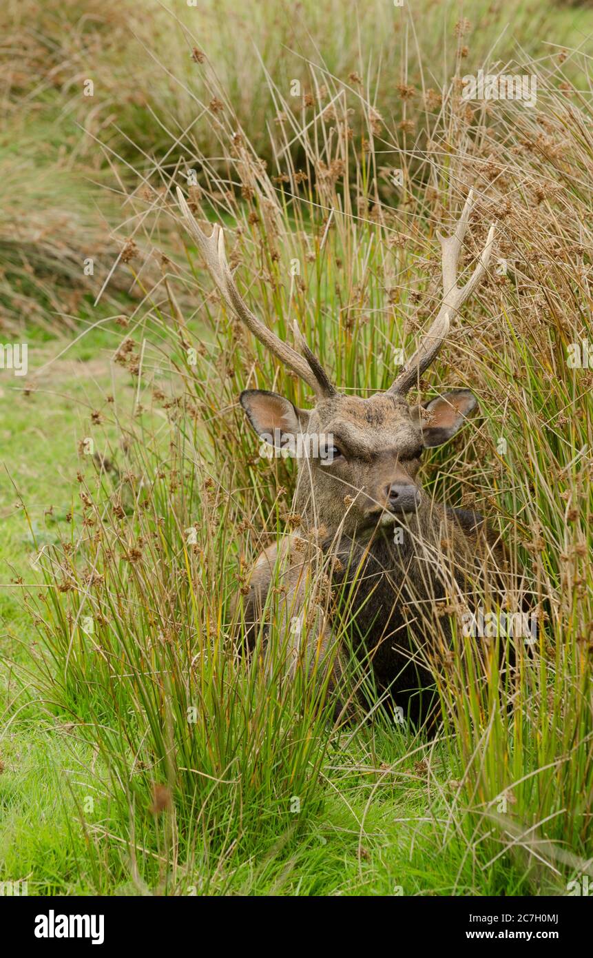 Sika deer stag Stock Photo - Alamy