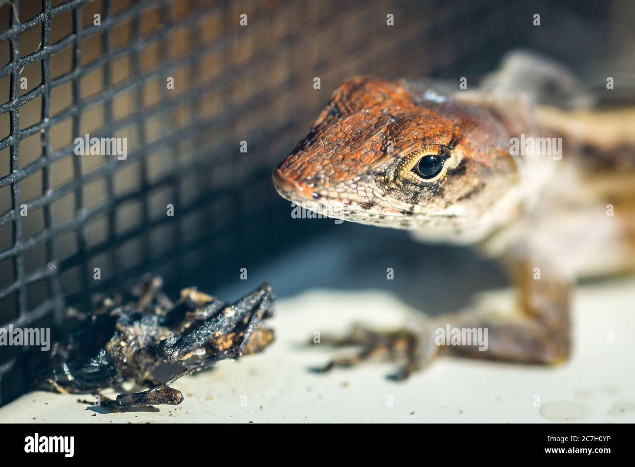 Baby common wall lizard hi-res stock photography and images - Alamy