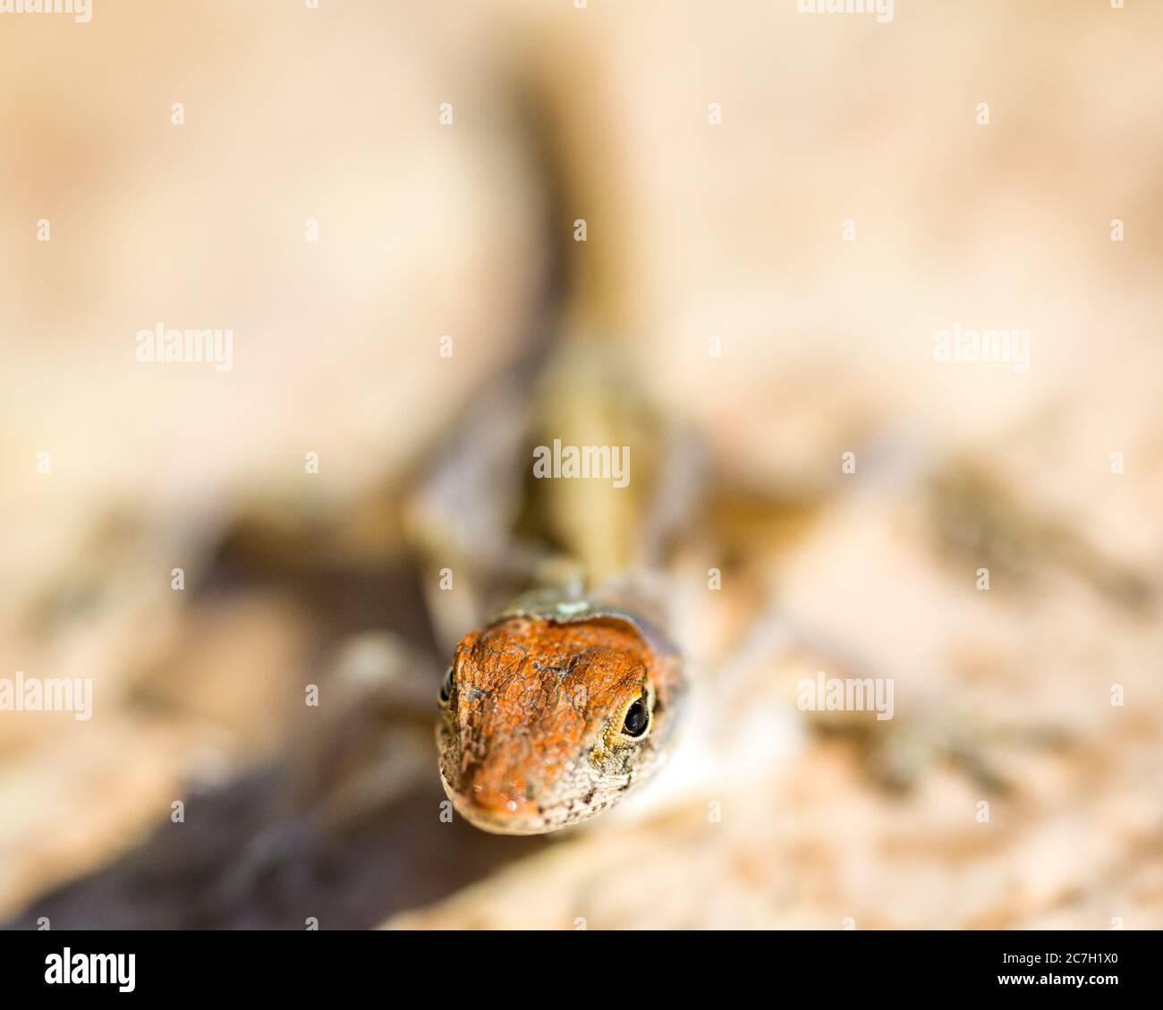 Sarasota, USA, 17July 2020 - A gecko (wall lizard) in a home in ...