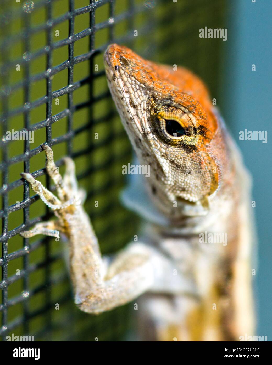 Sarasota, USA, 17July 2020 - A gecko (wall lizard) in a home in ...