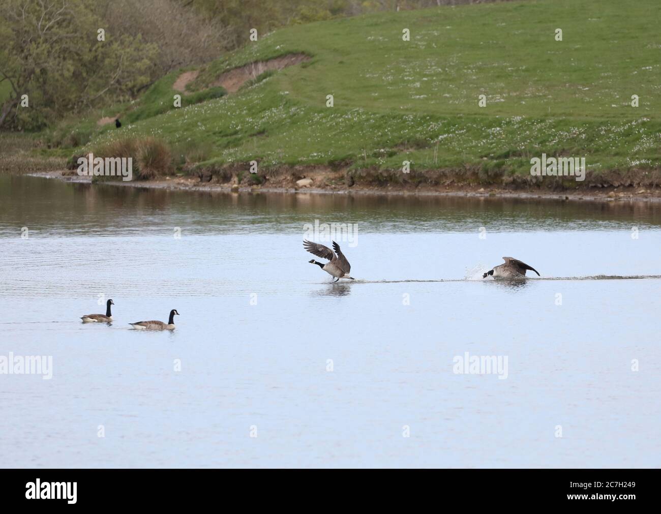 Canada goose wingspan hi-res stock photography and images - Alamy