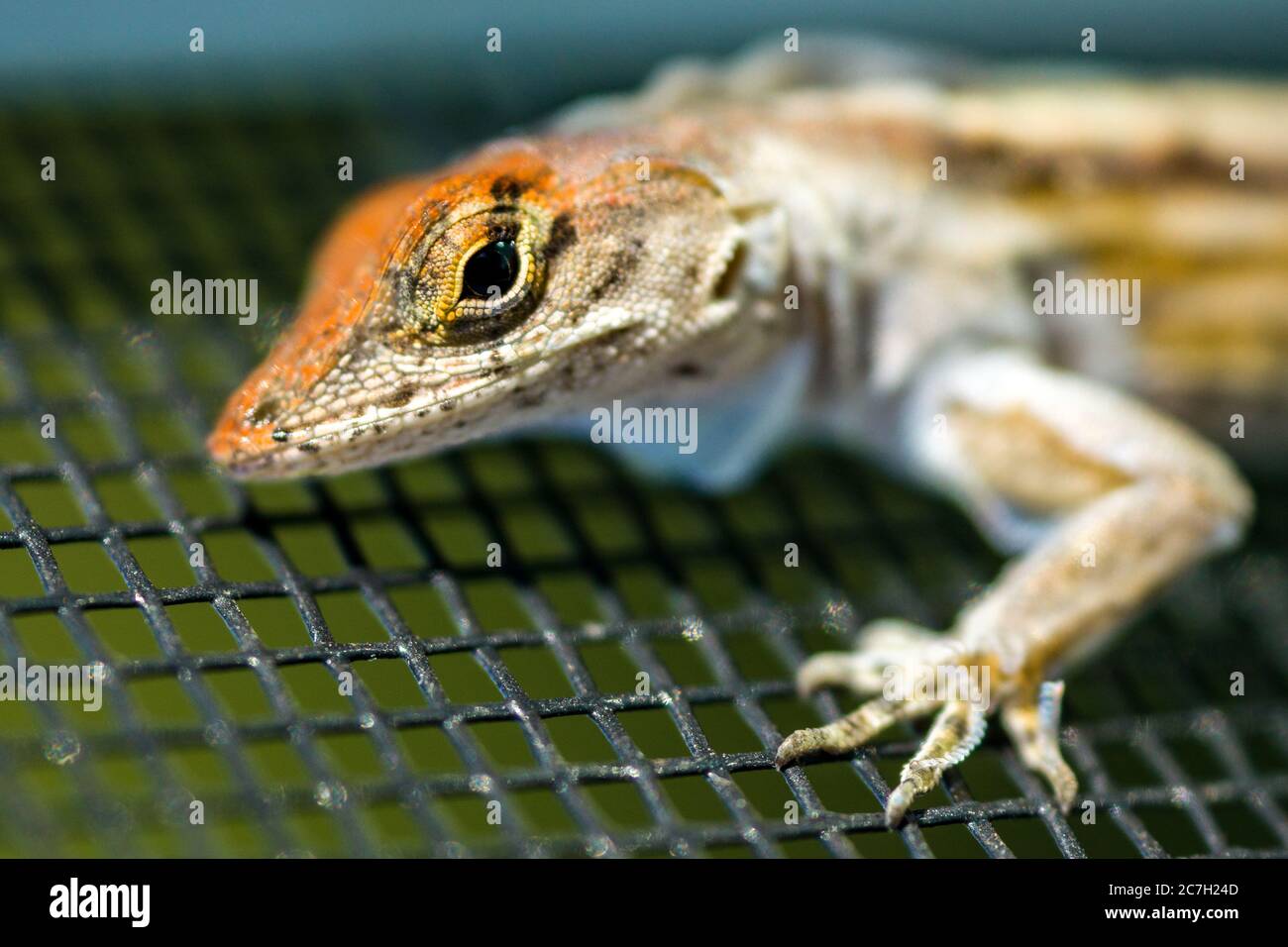 Baby gecko hi-res stock photography and images - Alamy