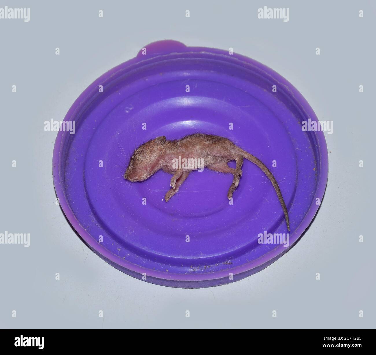 Newborn Mice High Resolution Stock Photography and Images - Alamy