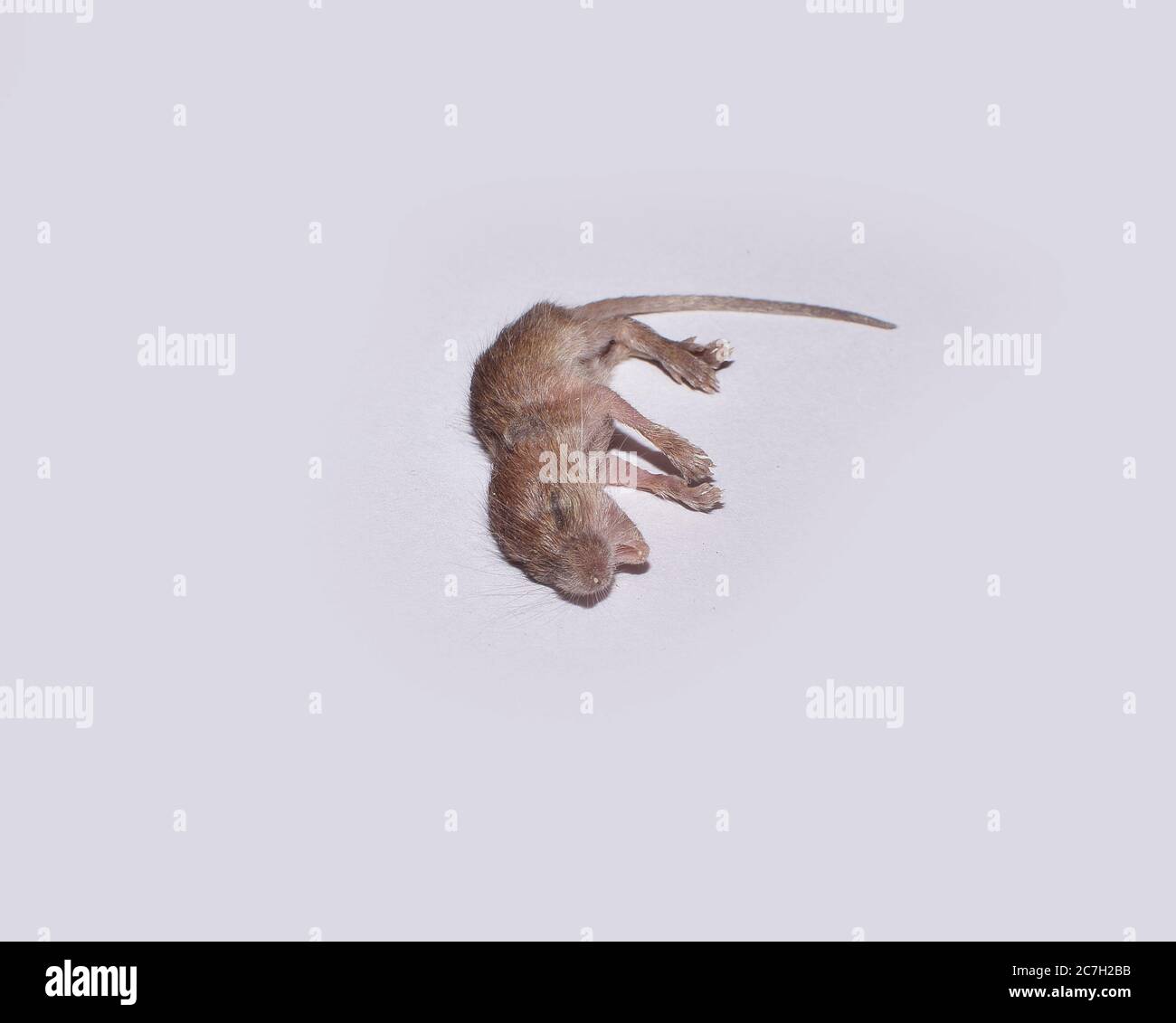 new born baby mice or mouse or rat Stock Photo - Alamy