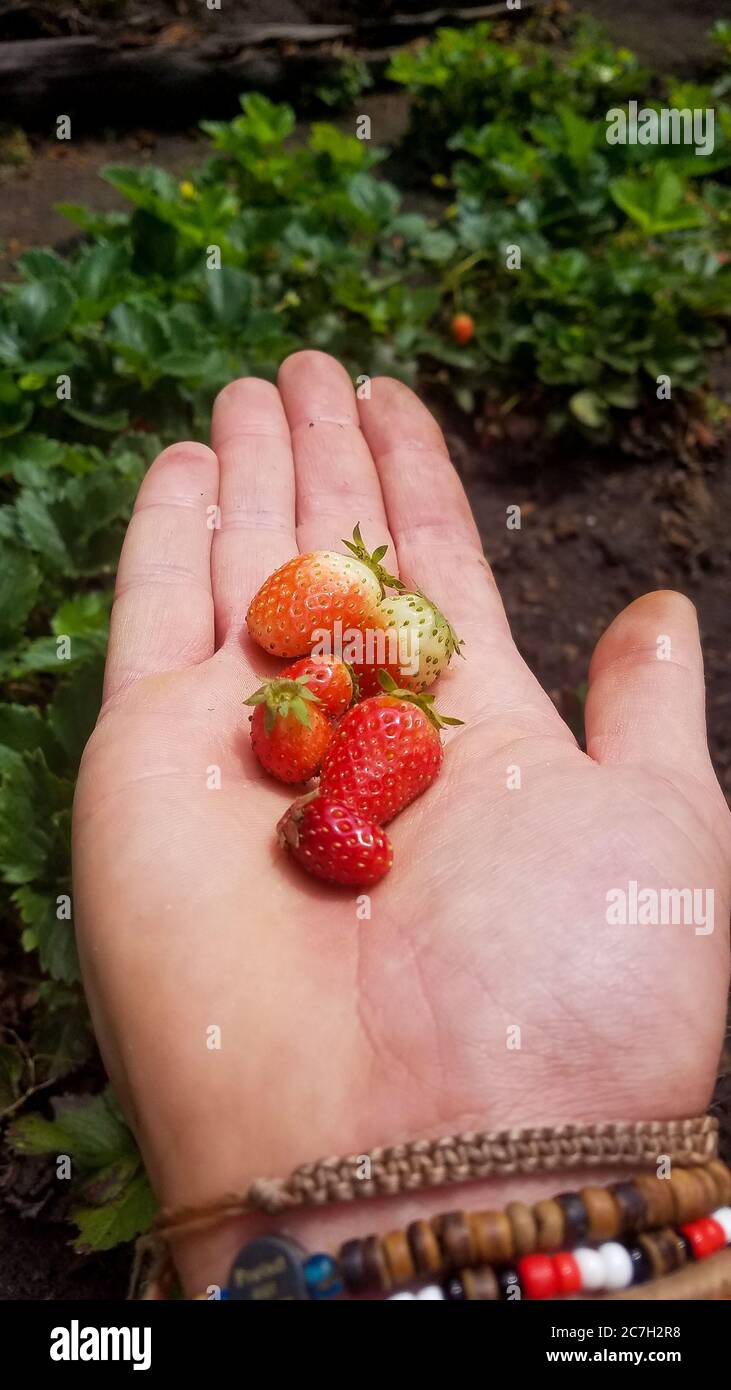 Close photo of strawberry on a hand Stock Photo - Alamy