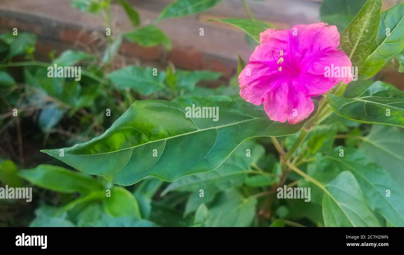Pink flower and green leaves hi-res stock photography and images - Alamy