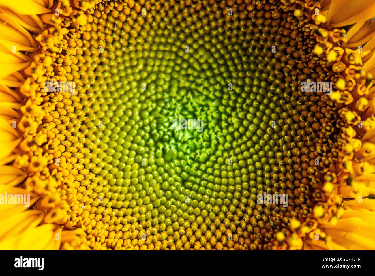 A close up of a sunflower (Helianthus annuus Stock Photo - Alamy