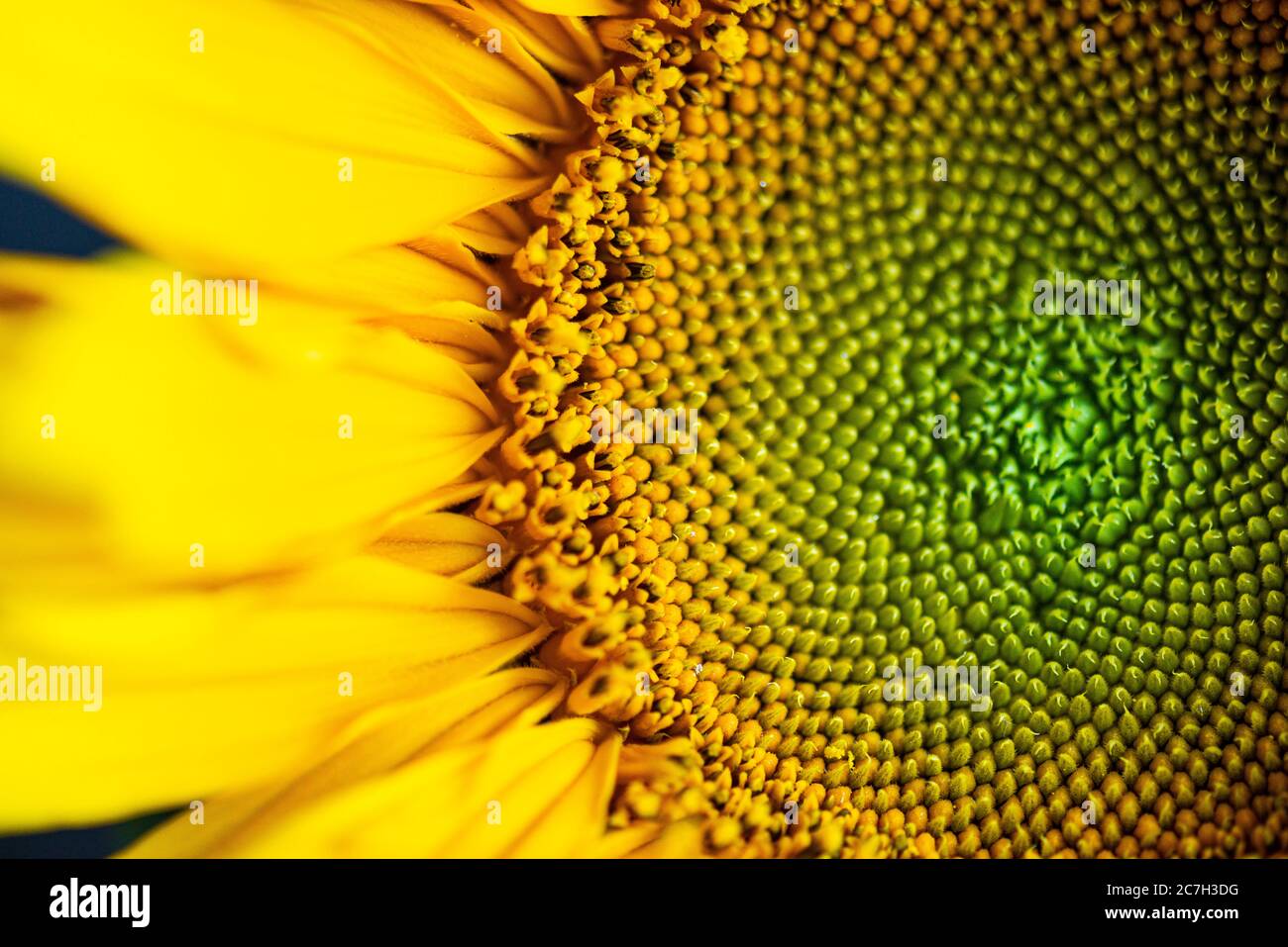 A close up of a sunflower (Helianthus annuus Stock Photo - Alamy