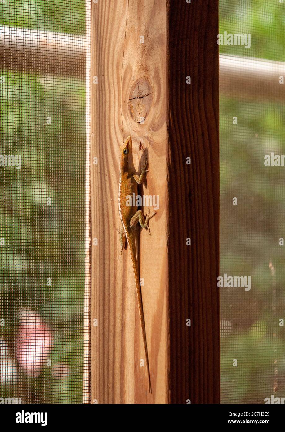 Just Hanging around Stock Photo - Alamy