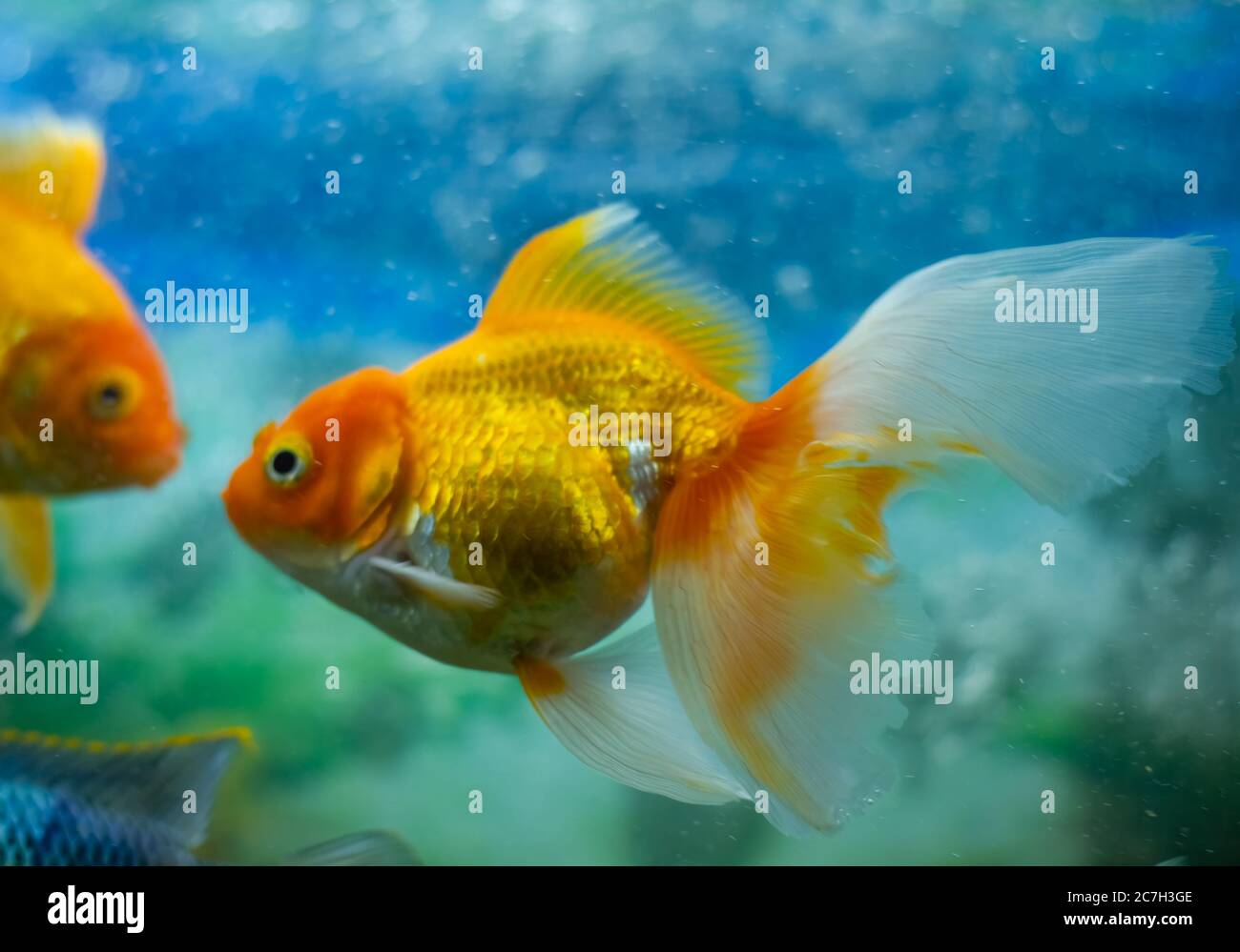 colored fish in aquarium, fish in aquarium, tropical fish in aquarium ...