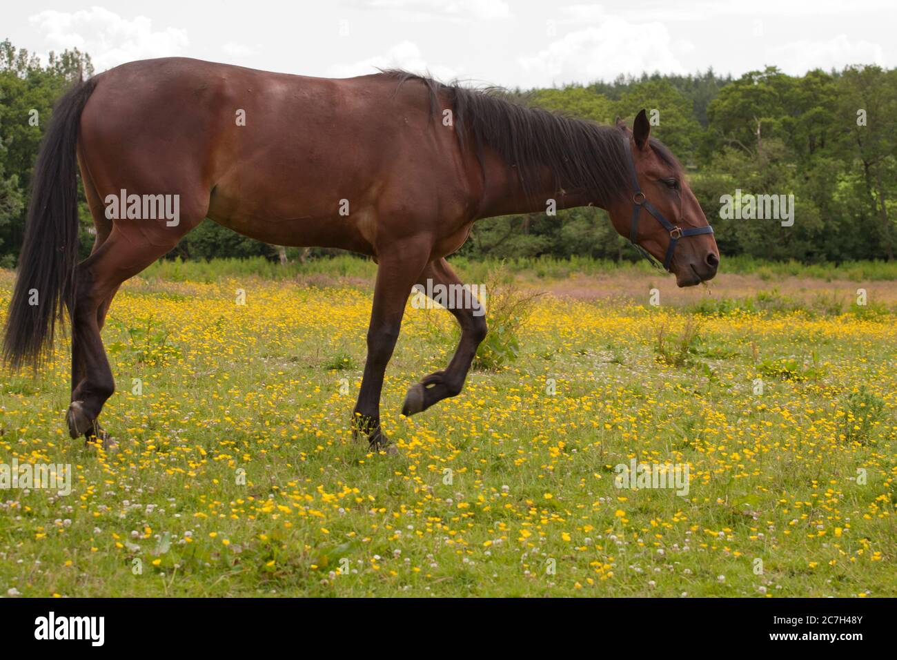 Taxonomic family equidae hi-res stock photography and images - Alamy